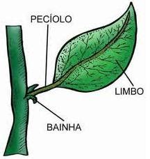 Folhas Funções tipos e partes da planta Cola da Web