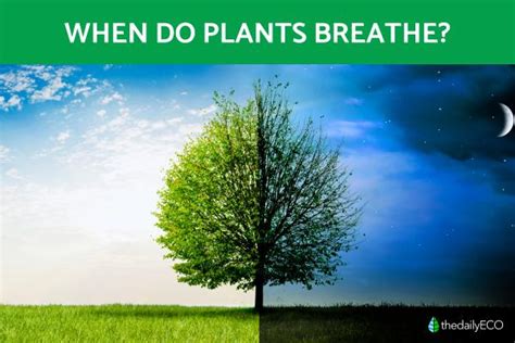 When Do Plants Breathe Plant Respiration Explained