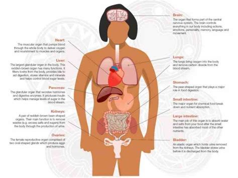 Major Organs Of The Body And Their Functions Medicinebtg