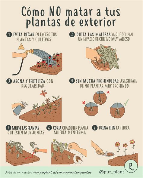 Que Podemos Hacer Para Cuidar Las Plantas Image To U