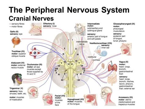 Pin On Cns