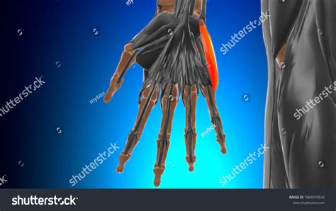 Abductor Digiti Minimi Hand Anatomy Medical Stock Illustration