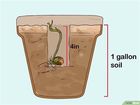 Comment Planter Un Noyau De P Che Tapes Growing Peach Trees