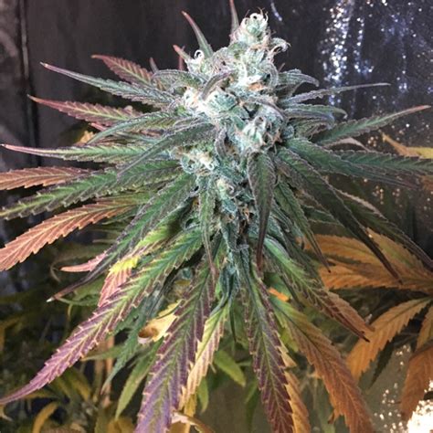 Purple Dream Campestre Al Gov Br