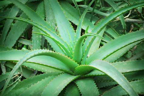 5 Plantas Medicinales Para Cultivar En Casa