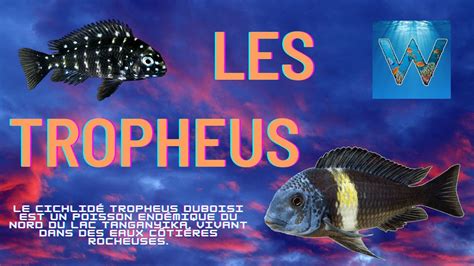 Les Tropheus Duboisi YouTube