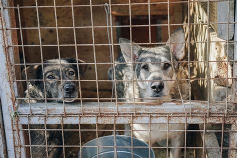 Saiba O Que Fazer Ao Se Deparar Animais Abandonados Em Casas Vida