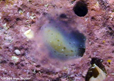 Dendrodoris E Nudibranch Marshall Islands