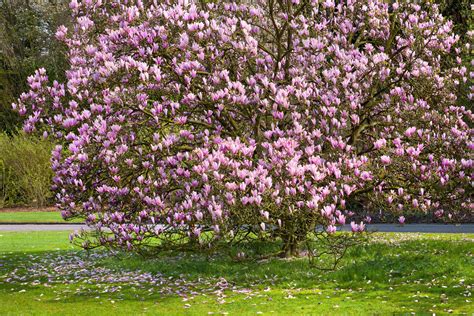 Magnolia où et comment le planter entretien variétés