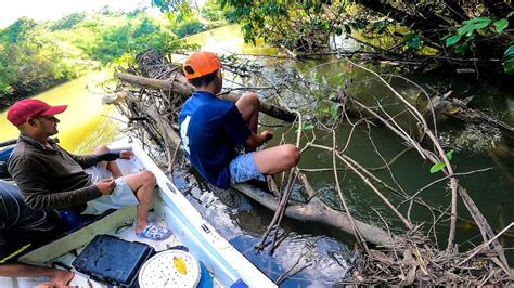 Tarde De Pesca De Guapotes Usando Carnada De Pupo Un Pez Sin Cola YouTube