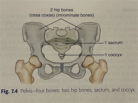 Rad Pro Ch Pelvis And Hip Flashcards Quizlet