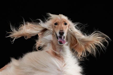 Pets mais engraçados concurso elege melhores fotos Forbes