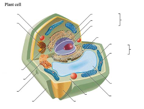 Plant Cell Parts Labeling Diagram Diagram Quizlet