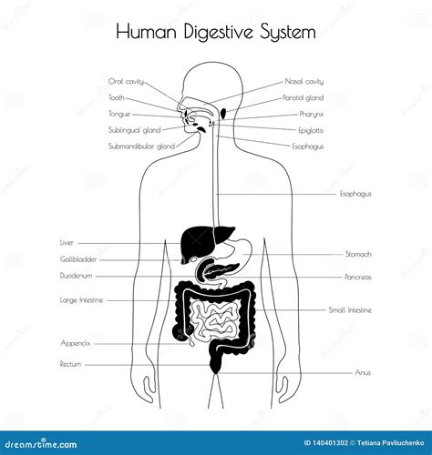 Ejemplo Aislado Vector Del Sistema Digestivo Ilustración del Vector