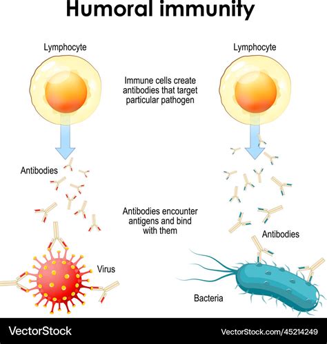 Cytotoxicity Vector Images 60