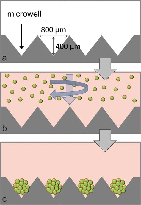 Schematic Of Microwell Platform For Microtissue Formation The
