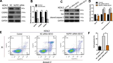 Nupr1 Knockdown Attenuated Sevoflurane Induced Apoptosis And Decreased