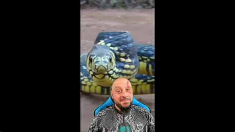 Cobra caninana é uma diaba YouTube