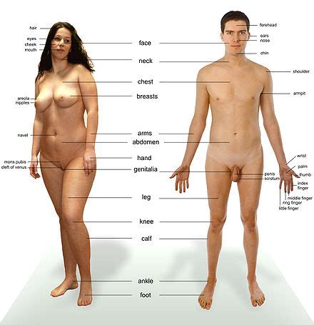 Naked Human Body Anatomy Picsegg