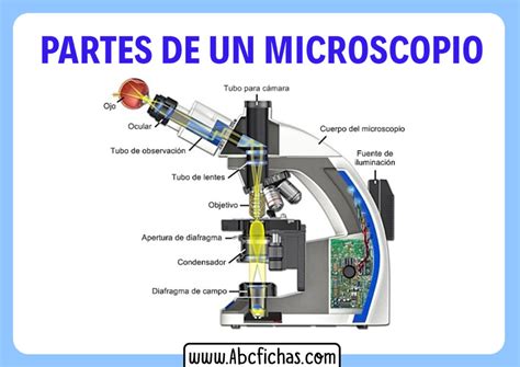 Partes Del Microscopio