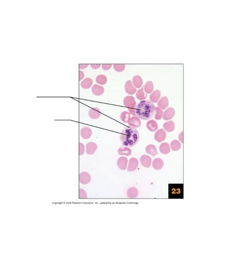 A P Ii Lab Midterm Flashcards Quizlet