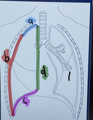 Introduction To The Main Structures Of The Thorax The Lungs And