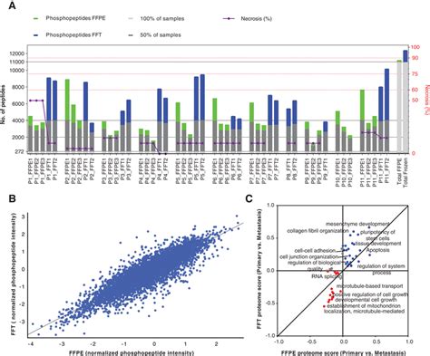 Phosphoproteome Analysis Of FFPE And FFT Tumor Samples A Bar Graph