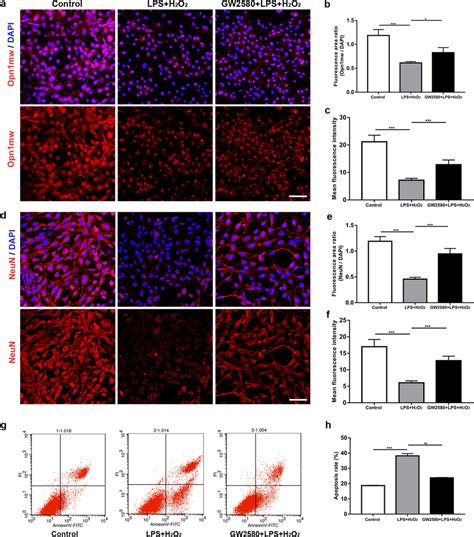 The Expression Of Opn1mw And NeuN And The Apoptosis In 661W Cells A