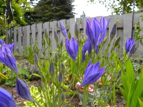 30 fleurs bleues la liste complète des plus belles Fleurs bleues
