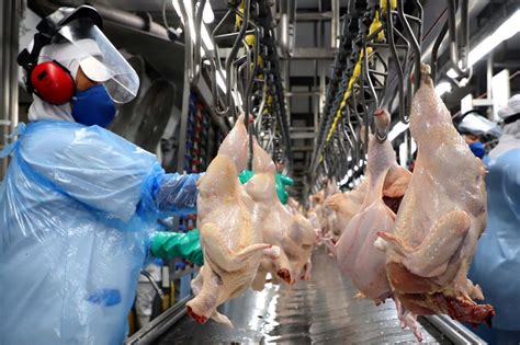 Abate De Bovinos E Frangos Cresce No Segundo Trimestre