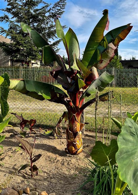 Bananowiec Ensete Ventricosum Maurelii Maurelli 13698174899