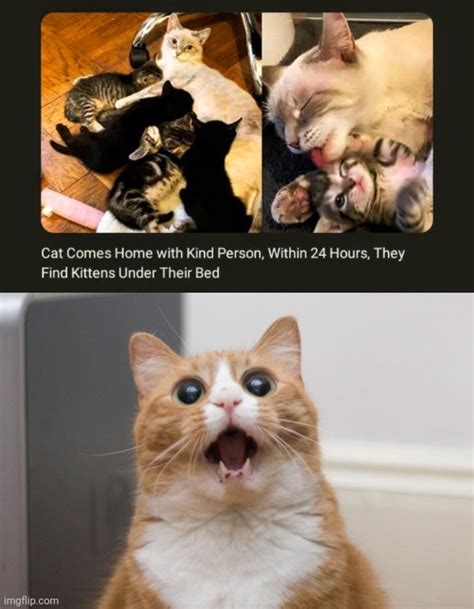 Kittens Imgflip