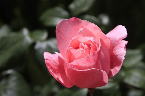 Solve Beauty Jigsaw Puzzle Online With Pieces