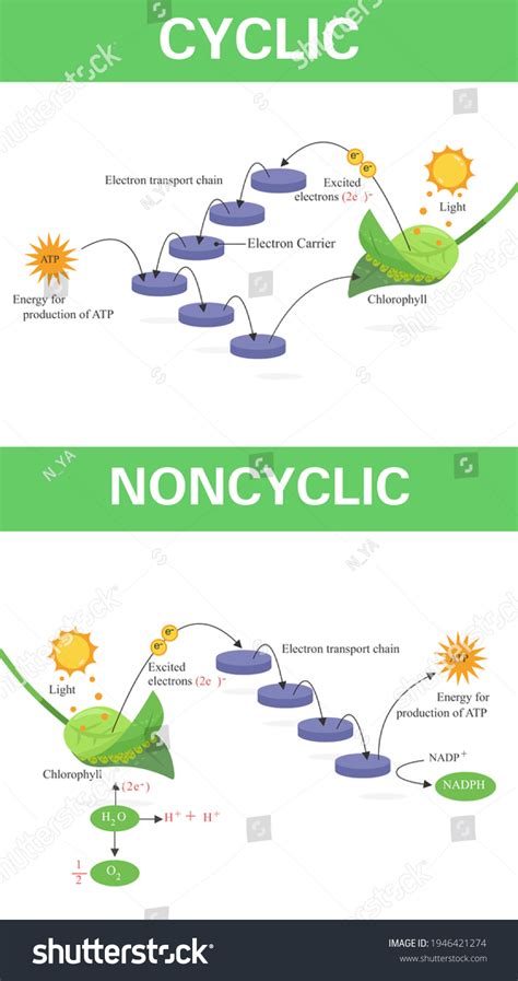 Cyclic And Noncyclic Photophosphorylation Concept Map