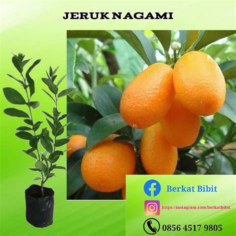 Jual Bibit Tanaman Buah Jeruk Nagami Shopee Indonesia