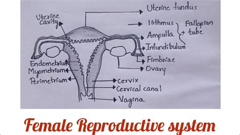 How To Draw Female Reproductive System Diagram SSLC 10th 12th CBSE PUC