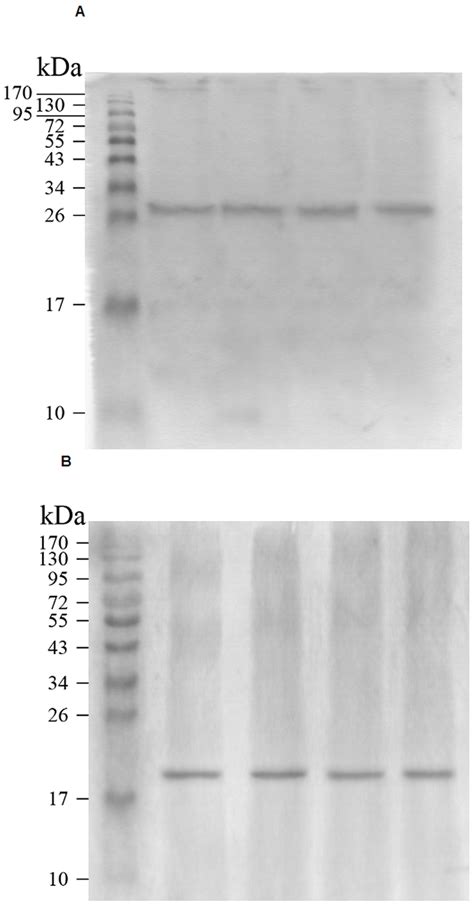 Western Blot Analysis Of Bdnf And Gdnf In Human Milk A Bdnf Band At