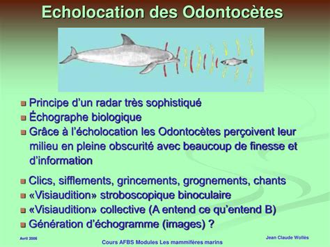PPT Mammifères marins PowerPoint Presentation free download ID 6067898