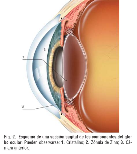 CRISTALINO FISIOLOGÍA Y BIOQUÍMICA OCULAR