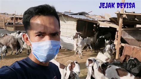 Viral Ternak Kambing 1000 Ekor YouTube
