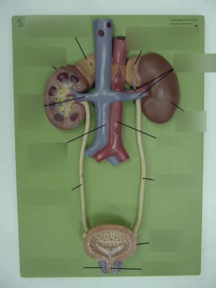 Urinary System Model Diagram Quizlet