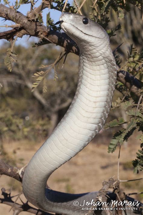 Black Mamba Snake Video Bokep Ngentot