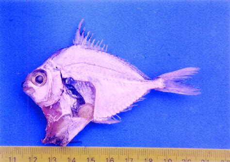 A Stage Ii Ovary Of L Splendens Stage Iii Maturing Female Ovary