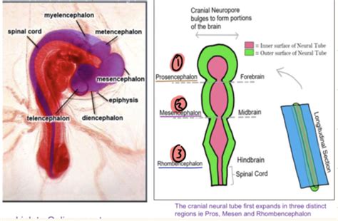 Neurology Flashcards Quizlet