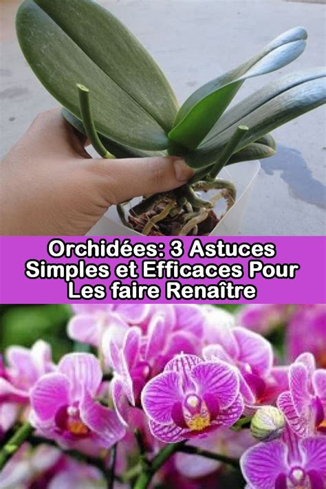 Orchids 3 Simple And Effective Tips To Revive Them En 2020 Culture