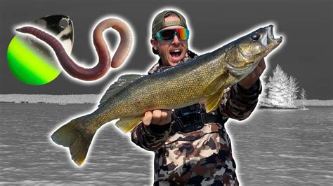 Fishing Night Crawler Harness Technique For Monster Walleye Youtube