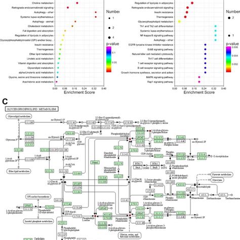 Metabolic Pathway Enrichment Analysis A KEGG Pathway Analysis Of
