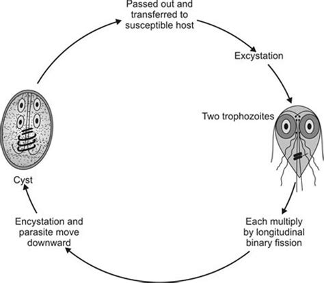 Giardia Lamblia Life Cycle