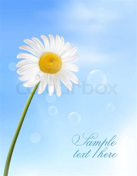 Kamille Blomst Vector Stock Vektor Colourbox