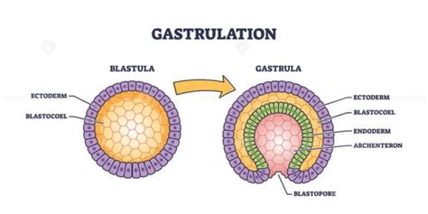 Gastrulation Stages As Early Embryo Development Process Outline Diagram